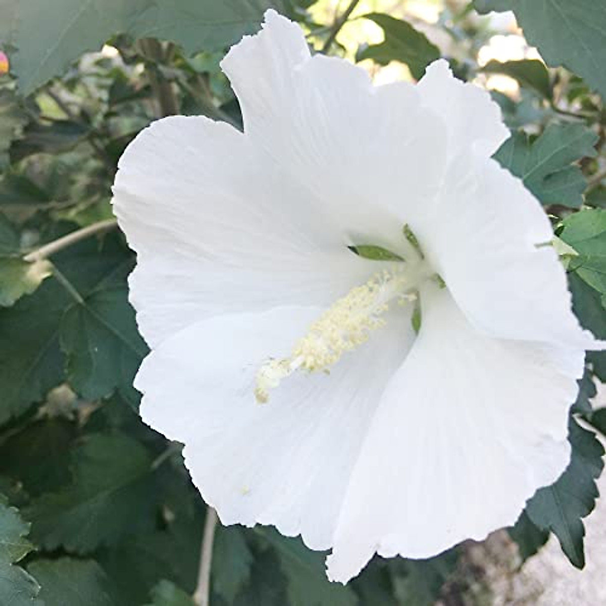 Snow White Hibiscus Seeds Perennial Attracts Butterflies Heat & Humidity Tolerant Bog Gardens Ponds Beds Borders Outdoor 25Pcs Flower Seeds by YEGAOL Garden