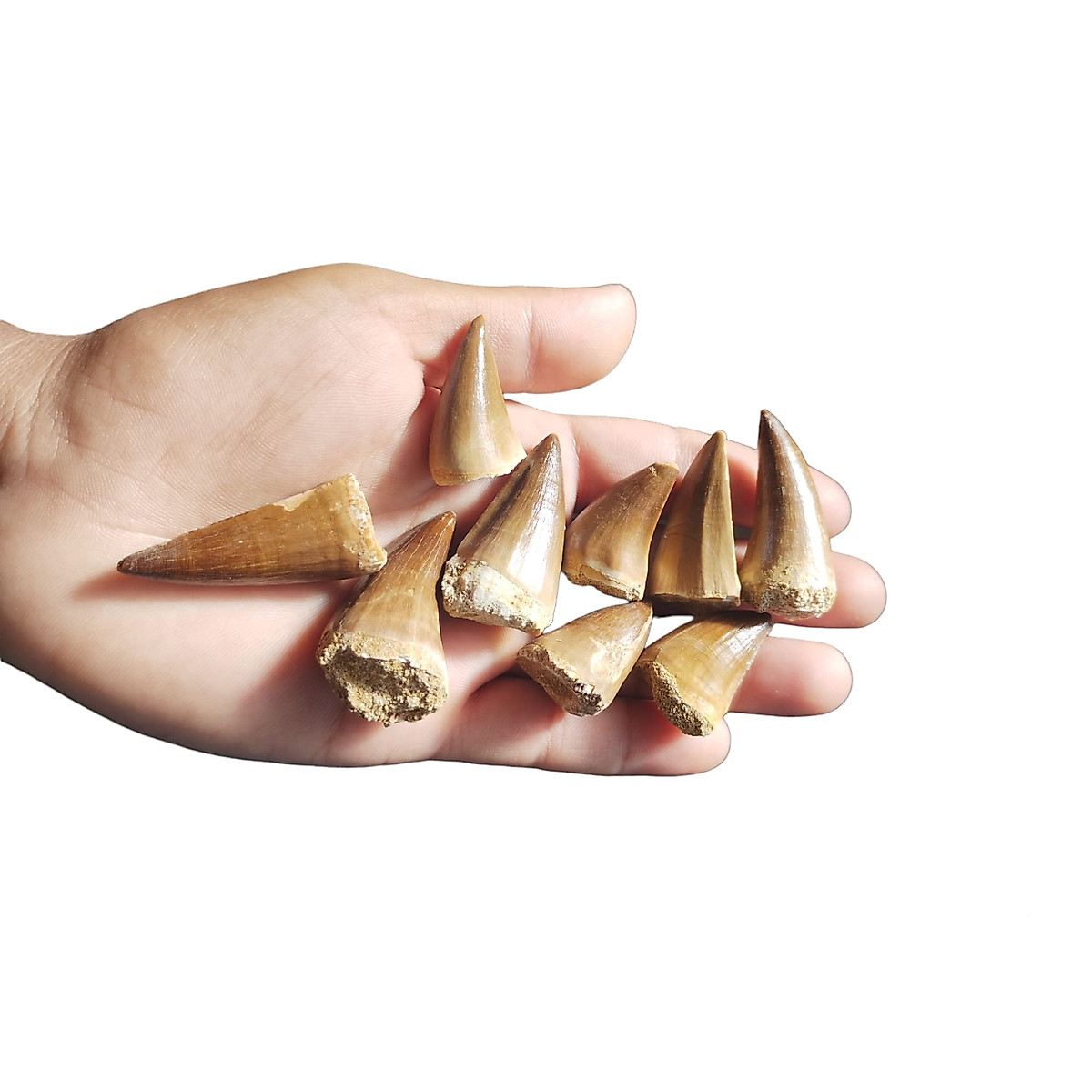 Real Mosasaur Tooth Fossil Dinosaur Tooth Fossil Dinosaur Fang