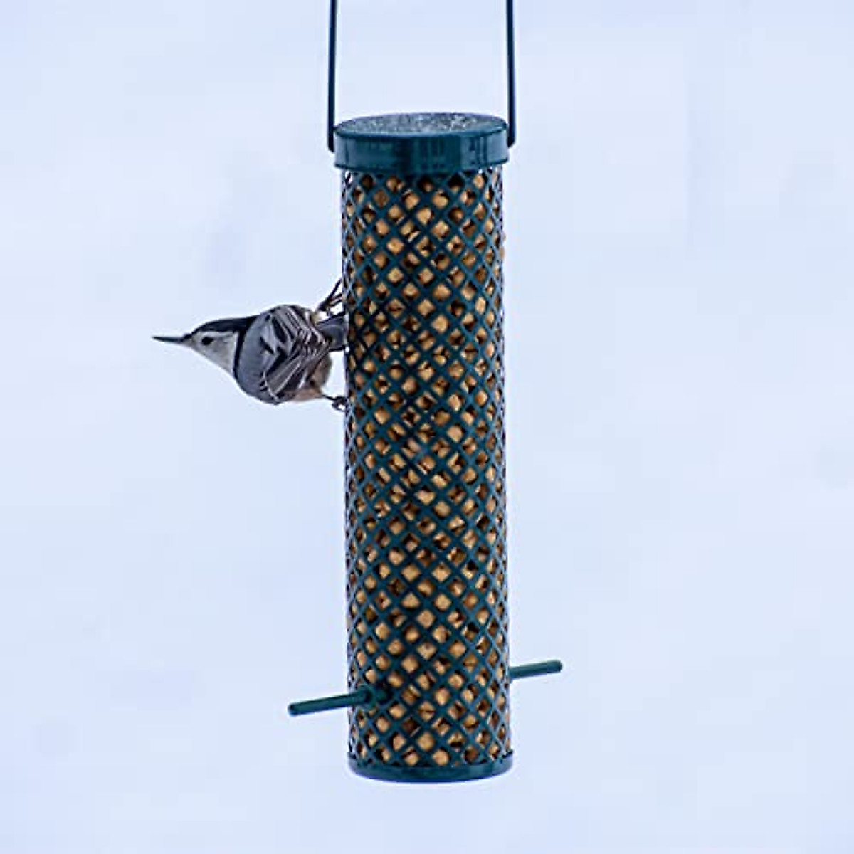 C & S CS06110 Sunflower Suet Nuggets, 27-Ounce