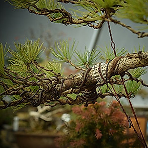 100gm Bonsai Wire [4.0mm]