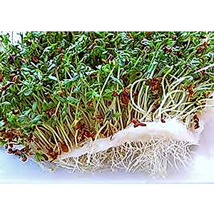 Alfalfa Sprout Seed, Sprouts, Heirloom, 100 Seeds, Micro Greens