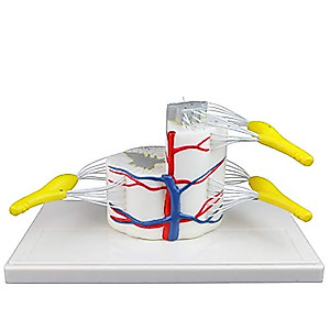 Vision Scientific VAV260 Medical Vertebral & Partial Spinal Cord|5X Life Size|Longitudinally&Cross Section Showing Grey&White Matter|Nerve Branches|Spinal Ganglion & Blood Vessels |Instruction Manual
