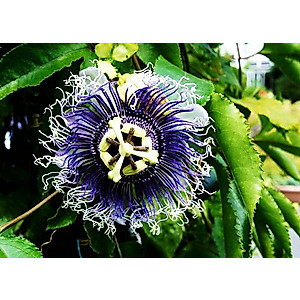 99roadsgarden Passion Flower Seeds Mixed Color 50+ Passion Fruit Seeds - Vine Perennial Flower Seeds