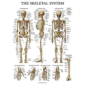Palace Learning Skeletal System Anatomical Chart - LAMINATED - Human Skeleton Anatomy Poster (18 x 24)