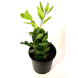 9GreenBox - Bay Laurel Plant One Gallon Live Plant Ornament Decor for Home, Kitchen, Office, Table, Desk - Attracts Zen, Luck, Good Fortune - Non-GMO, Grown in The USA