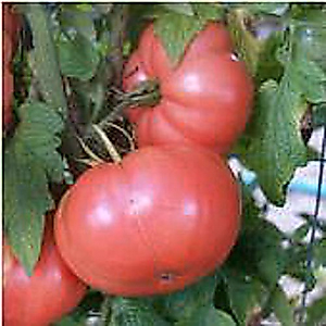 German Pink Tomato Seeds (20+ Seeds) | Non GMO | Vegetable Fruit Herb Flower Seeds for Planting | Home Garden Greenhouse Pack