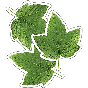Schoolgirl Style Woodland Whimsy Green Leaves Cutouts, 36 Leaf Cutouts For Bulletin Board & Classroom Decor, Spring Greenery Classroom Cut-outs, Cutouts For Classroom Summer Bulletin Board Decorations