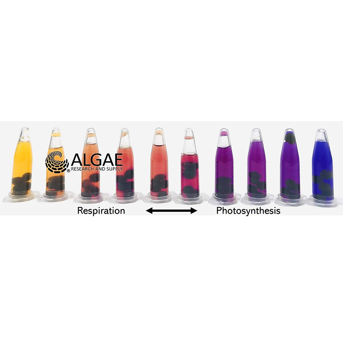 Algae Research and Supply: Algae Beads (Ready-to-go Algae Beads in Indicator- snap vials (x10))