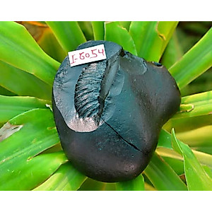3.5"X3"Shri Laxmi Narayan Shaligram, Rare & Special One Piece, Religious Gifts, Saligram Stone - Gandaki River -I-6054