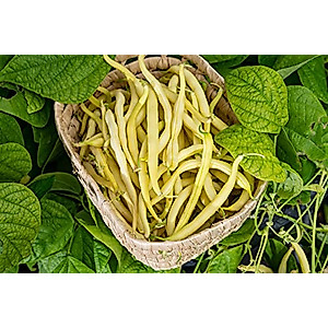 Cherokee Wax Bush Bean Seeds for Planting, 50+ Heirloom Seeds Per Packet, (Isla's Garden Seeds), Non GMO Seeds, Botanical Name: Phaseolus vulgaris, Great Home Garden Gift