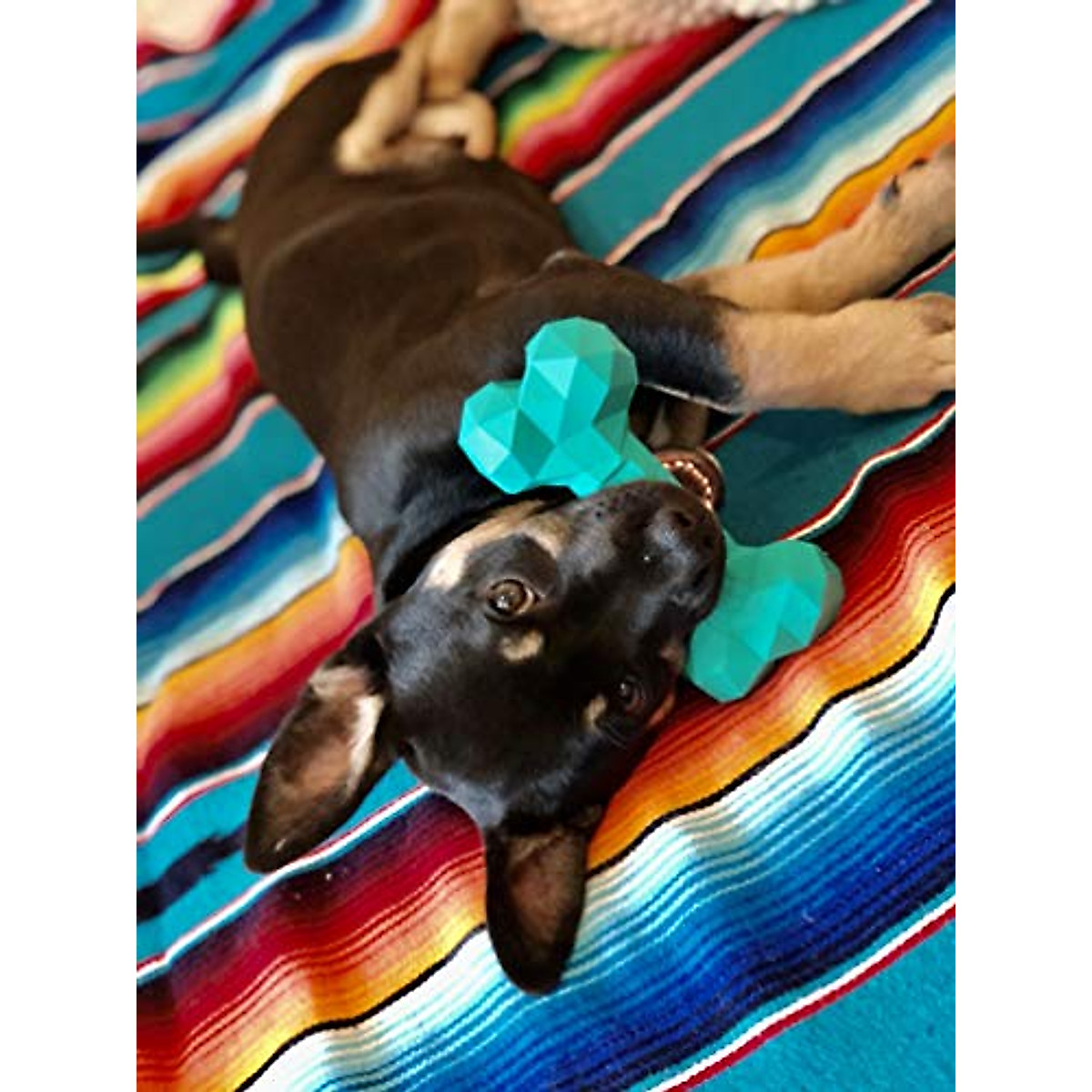 Willie Bones | Modern Dog Chew Toy | Almost Indestructible Dog Toys for Aggressive Chewers | Tough + Durable + Strong Natural Rubber Bone Toy for Small + Large Dogs + Puppy Teething | Boredom Chews