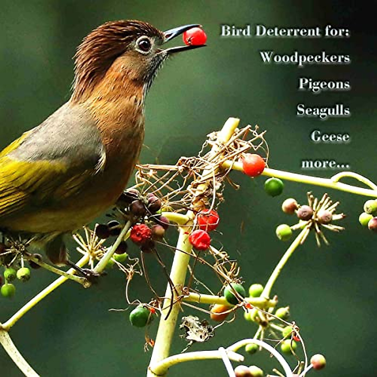 Holographic Reflective Bird Scare Discs for Woodpeckers and Pigeons, Bird Reflectors Scarer, Keep Birds Away, 24 Round Disks