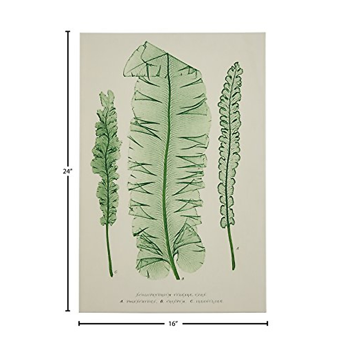Amazon Brand – Stone & Beam Modern Green on White Botanical Canvas Print Wall Art, 16" x 24"