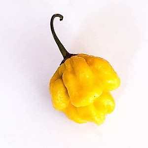 Pepper Joe’s Yellow Reaper Pepper Seeds ­­­­­– Pack of 10+ Superhot Reaper Chili Pepper Seeds – USA Grown ­– Premium Non-GMO Yellow Reaper Seeds for Planting in Your Garden