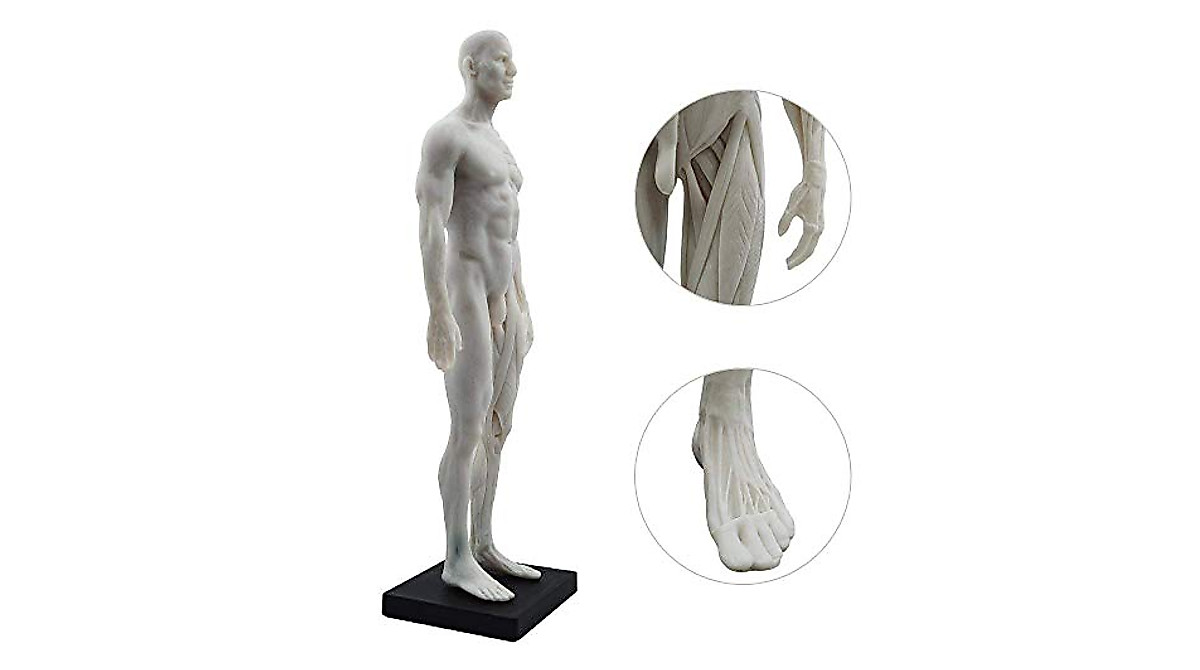 Male Anatomy Figure Model for Artists - Ecorche Supplies