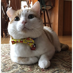 Shelter Pets Series Two: Jeffrey - 10" Orange and White Cat Plush Toy Stuffed Animal - Based on Real-Life Adopted Pets - Benefiting The Animal Shelters They were Adopted from - Kitten Kitty