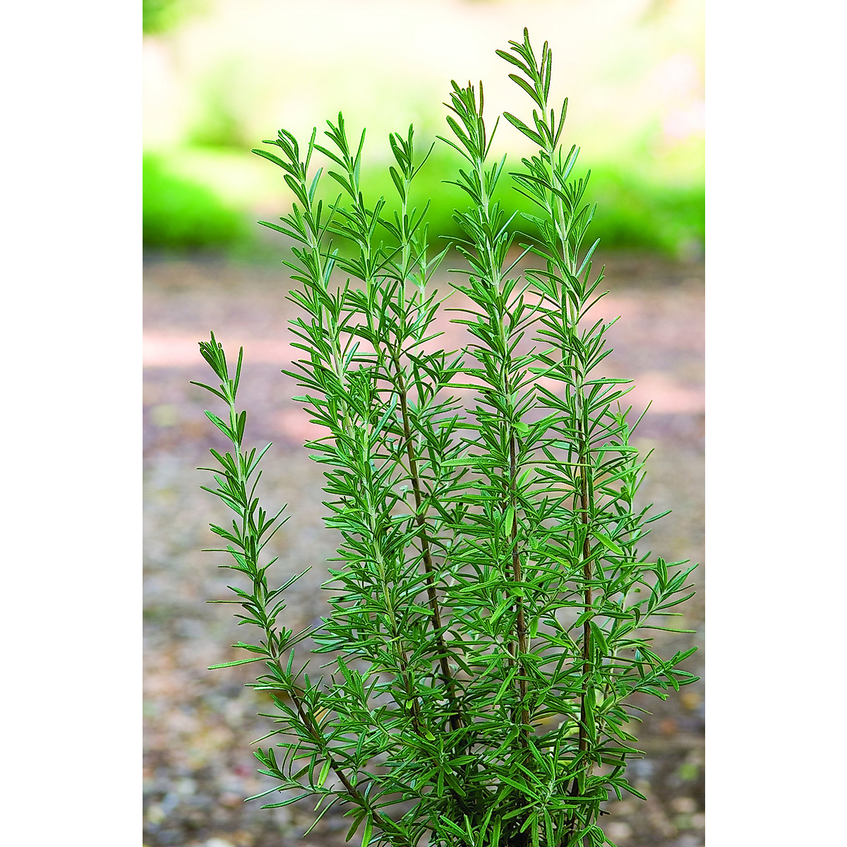 Burpee Windowsill Herb Collection Seeds 5 packets of seed.