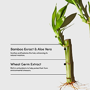 LATHER - Bamboo Lemongrass Hair Wash, 8 fl oz (2-Pack) - Daily Shampoo & Cleanser - Revitalize Hair - Bamboo, Comfrey, Chamomile - Sensitive Skin Safe - Vegan & Cruelty Free - Beauty & Hair Care