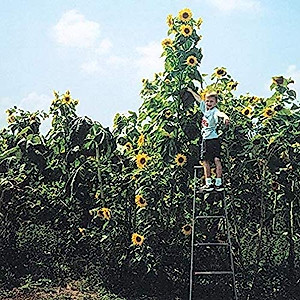 Skyscraper Sunflower Seeds for Planting 40 Seeds Garden Seeds Huge 15-20 feet Tall with Giant Sunflowers