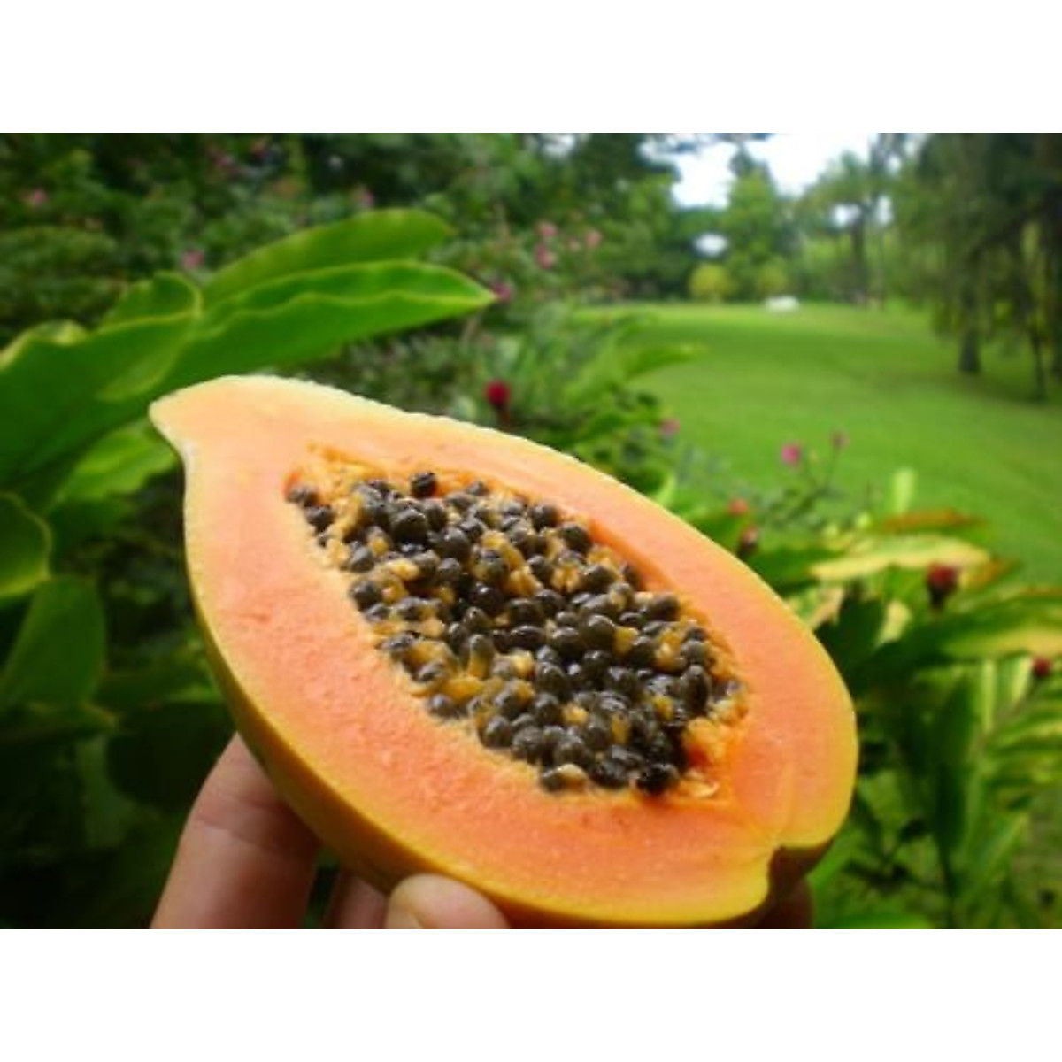 Dwarf Solo Papaya Tree! 10 Seeds! Small fruit! PERFECT FOR GROWING IN POTS