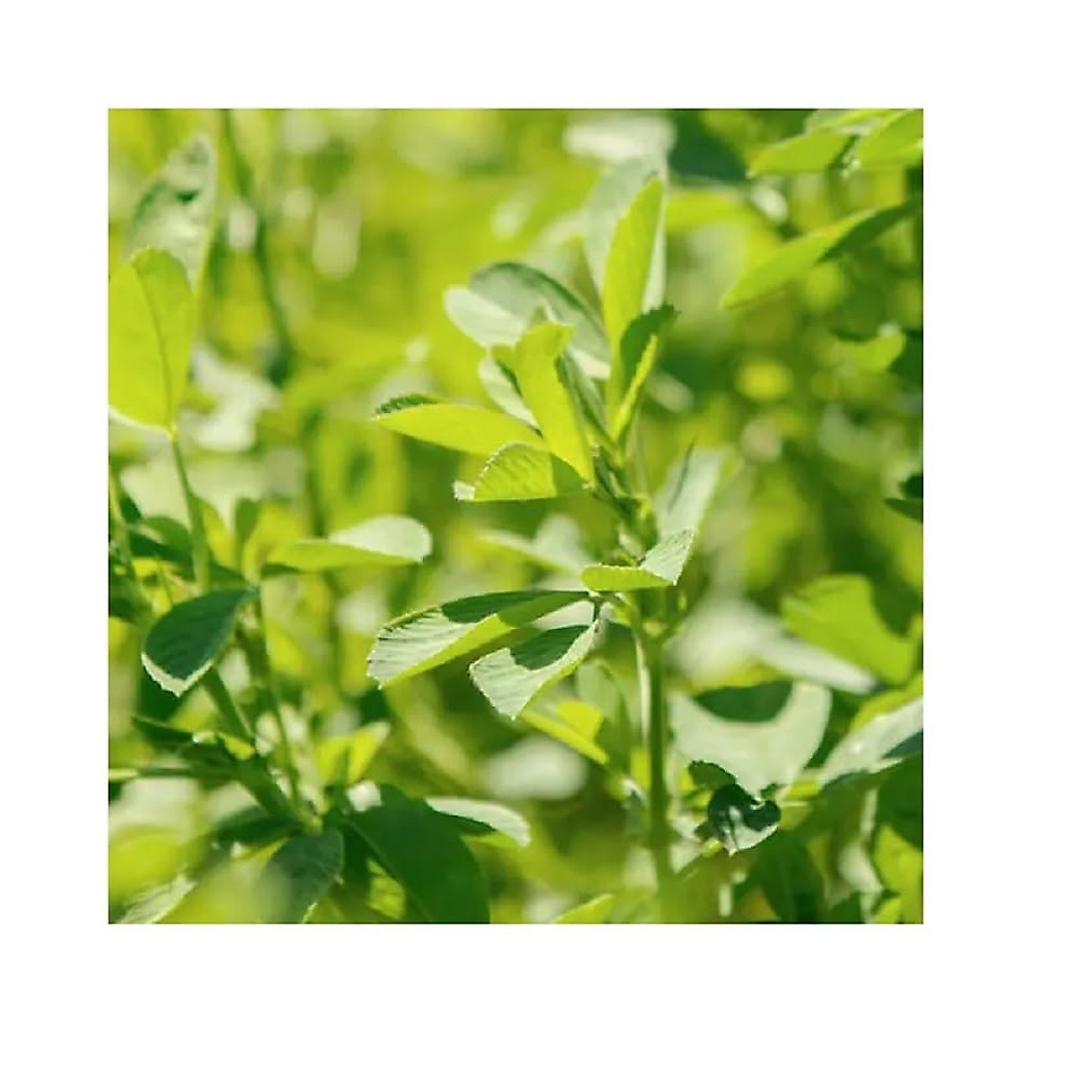 Bunny Honey Bulk Fresh Alfalfa Hay 80oz USDA Organic Alfalfa Hay for Chinchillas - Best Cut & Delivered Fresh - Promotes Healthy Digestive Function - 5 Pound