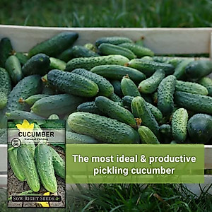 Sow Right Seeds - National Pickling Cucumber Seeds for Planting - Non-GMO Heirloom Seeds with Instructions to Plant and Grow a Home Vegetable Garden, Great Gardening Gift (1)