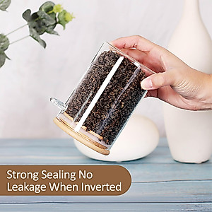 MOLADRI 420ML/15Oz Clear Glass Storage Canister with Wooden Spoon, Airtight Lid Sealed Small Glass Container Jar with Scoop for Bath Salt Holder, Sugar, Spice, Coffee, Matcha Tea, Condiment, Pepper