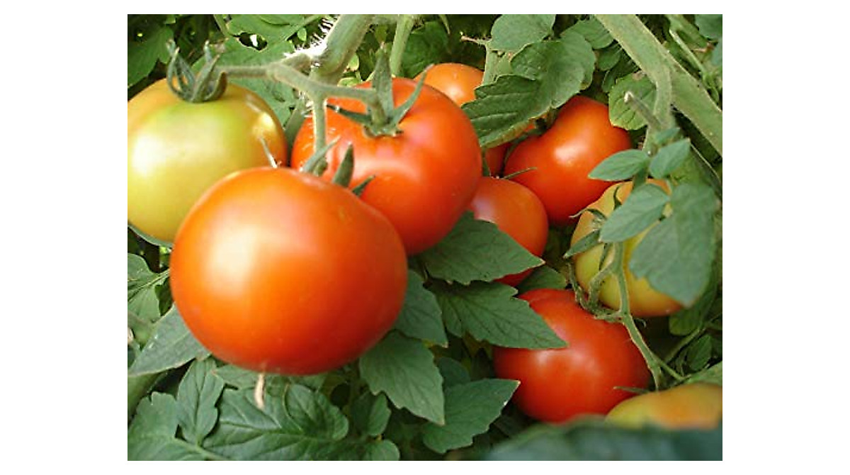Early Girl Tomato Seeds - Early Maturing Heirloom Variety