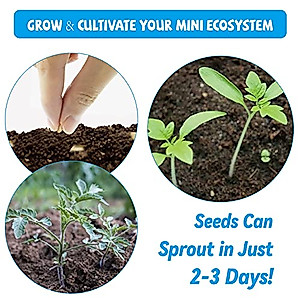 Paint and Plant Tomato Garden Kit for Kids - Complete Indoor Growing Gardening Set with Tomato Seeds for Kids to Plant by Grow Margo