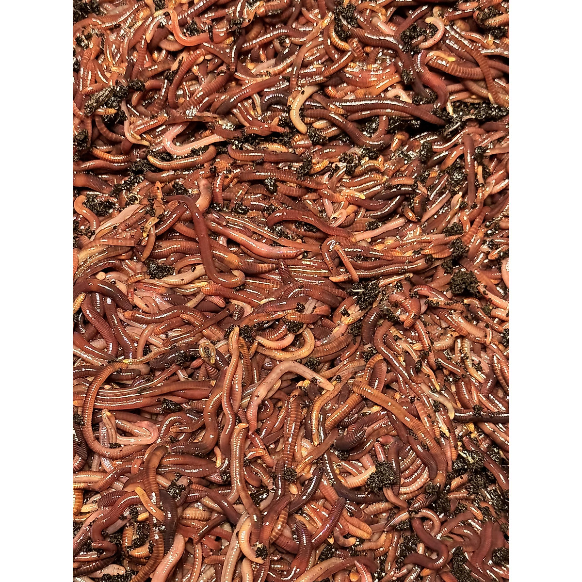 Live RED WIGGLERS Worms, Compost Worms, Composting Bins, Red Wiggler (100 Worms)