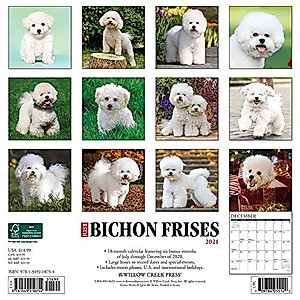 Just Bichons Frises 2021 Wall Calendar (Dog Breed Calendar)