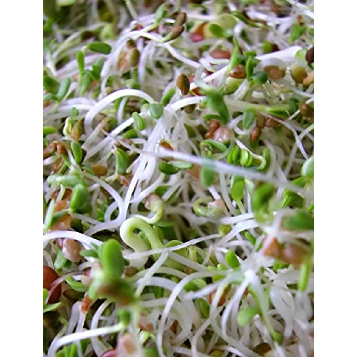 Todd's Seeds Broccoli and Friends Sprouting Seed Mix: Broccoli, Crimson Clover, Red Radish, Alfalfa, Non-GMO, Chemical Free, High Germination (1/4 Pound)