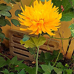 XinCanKun 4 Pack Outdoor Solar Lights, Solar Garden Lights with 4 Bigger Chrysanthemum Flowers, Waterproof Outdoor Lights - Bigger Solar Panel for Garden Patio Yard Pathway (4 Pack White)