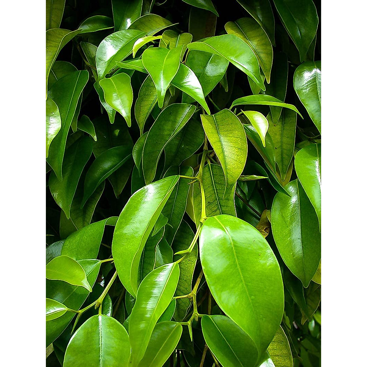 Ficus Benjamina Bonsai Weeping Fig Tree 20+ Seeds for Planting Non-GMO Houseplant