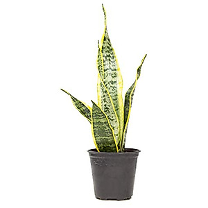 Live Snake Plant, Sansevieria trifasciata Laurentii, Fully Rooted Indoor House Plant in Pot, Mother in Law Tongue Sansevieria Plant, Potted Succulent Plants, Sansevieria laurentii by Plants for Pets
