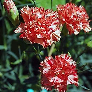 Outsidepride Dianthus Carnation Chabaud Avranchin Garden Cut Flower - 1000 Seeds