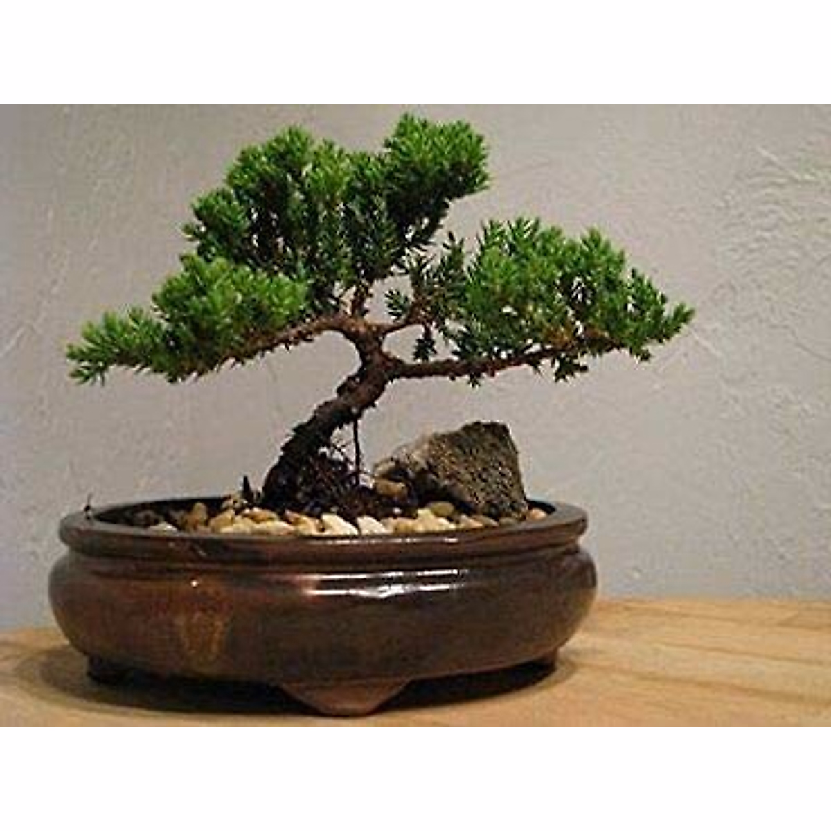 Bonsai Live Tree Flowering Xmas Juniper Live Plant Great Gift Pot Home Decor