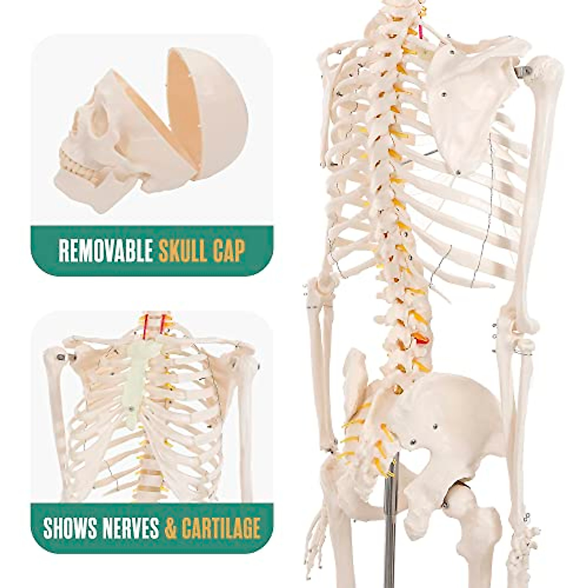 Skeleton Stand, Life Size Model, Standing Human Skeletons, 71x20x20 Inches, Lifesize Full Body Anatomy, Articulated Anatomical Skeletal System, Anatomically Correct Medical Physiology | Houseables