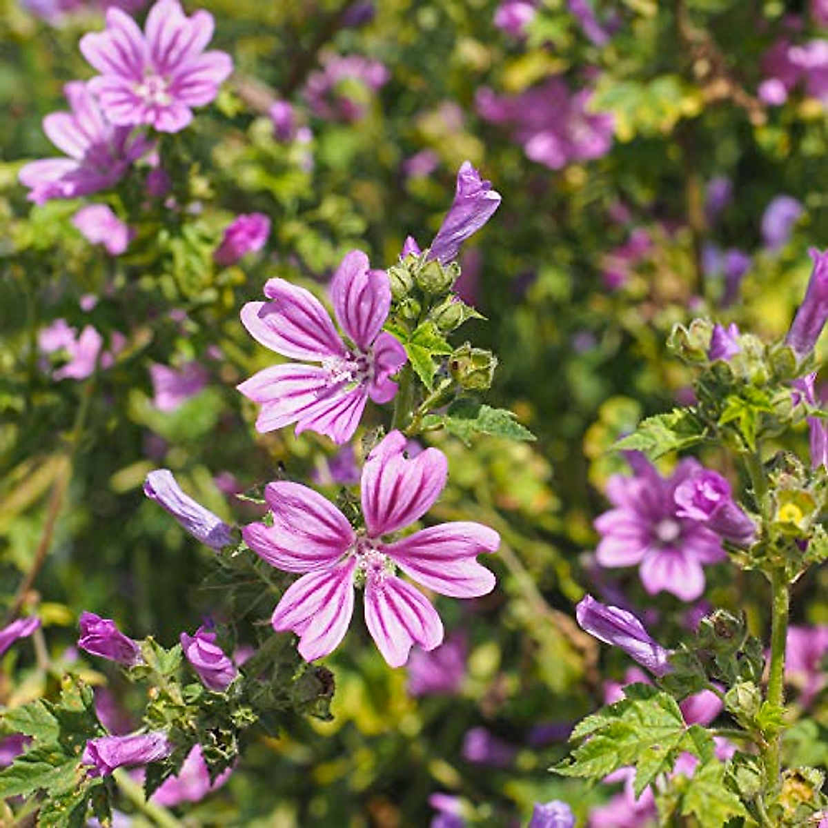 Outsidepride Malva Sylvestris French Hollyhock Zebrina Plant Garden Flower Seed - 1000 Seeds