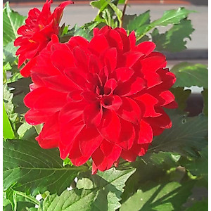 Votaniki Garden Wonder Dahlia Bulbs - Stunning Dahlia Blooms, Large Flowering Dahlia Bulbs | Perennial Flower, Prefect for Cut, Easy to Grow, Attracts pollinators (1 Pack)