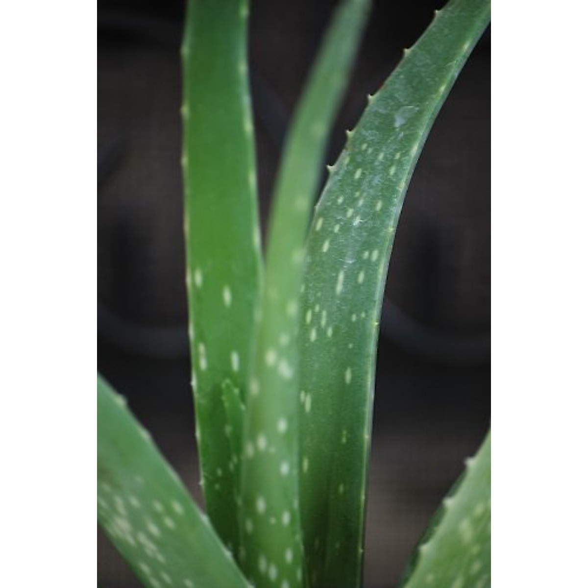 Jmbamboo- Live Aloe Vera - Indoor Bonsai - Butterfly-w/fertilizer Gift Good Plant