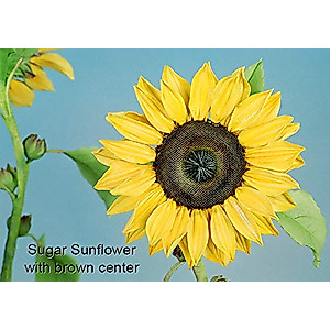 Sunflower Petal Cutters (set of 4 sizes)