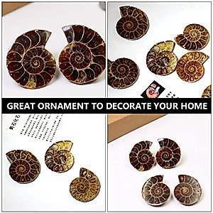 ULTECHNOVO 2pcs Ammonite Shell Fossil Madagascar Extinct Natural Stones Minerals Specimen for Basic Paleontology Biological Science Education Laboratory Supply