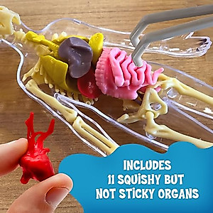 Thames & Kosmos Ooze Labs: Visible Human Body with Squishable Organs
