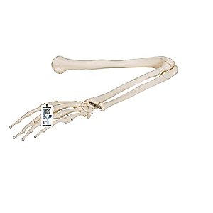 3B Scientific A45 Arm Skeleton - 3B Smart Anatomy