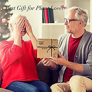 XXXFLOWER Plant Terrarium Wooden Stand, Hydroponic Planter Bulb Glass Metal Swivel Holder Retro Air Plants Water Plants for Home Office Decoration, Plant Lover Gifts - 2 Love Bulb Vase