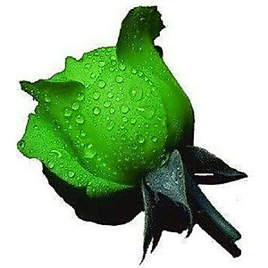 20+ Green Rose Rosa Flowers Seeds Bush Shrub Perennial Flower