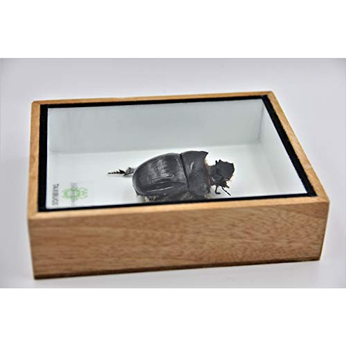 Real Exotic Elephant Dung Beetle Specimen (Heliocopris Dominus) FEMALE - Preserved Taxidermy Insect Bug Collection Framed in a Wooden Box as Pictured