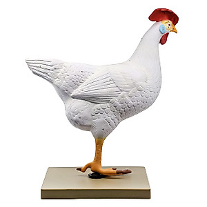 Chicken Hen Anatomy Model, 6 Parts - Life Size Cross Section - Hand Painted - Designed by Veterinary Professionals - Eisco Labs