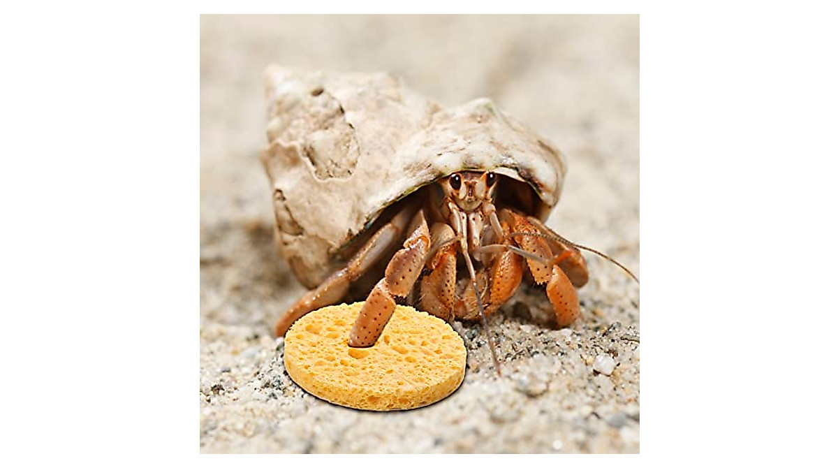 12 Hermit Crab Sea Sponges - Maintain Humidity & Safety